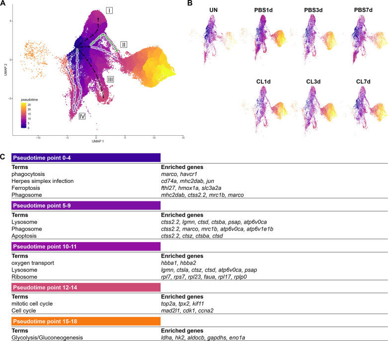 ZFIN Image: Wei et al., 2023, Figure 6