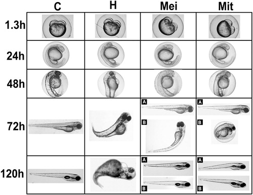ZFIN Image: Setti et al., 2023, Fig. 1