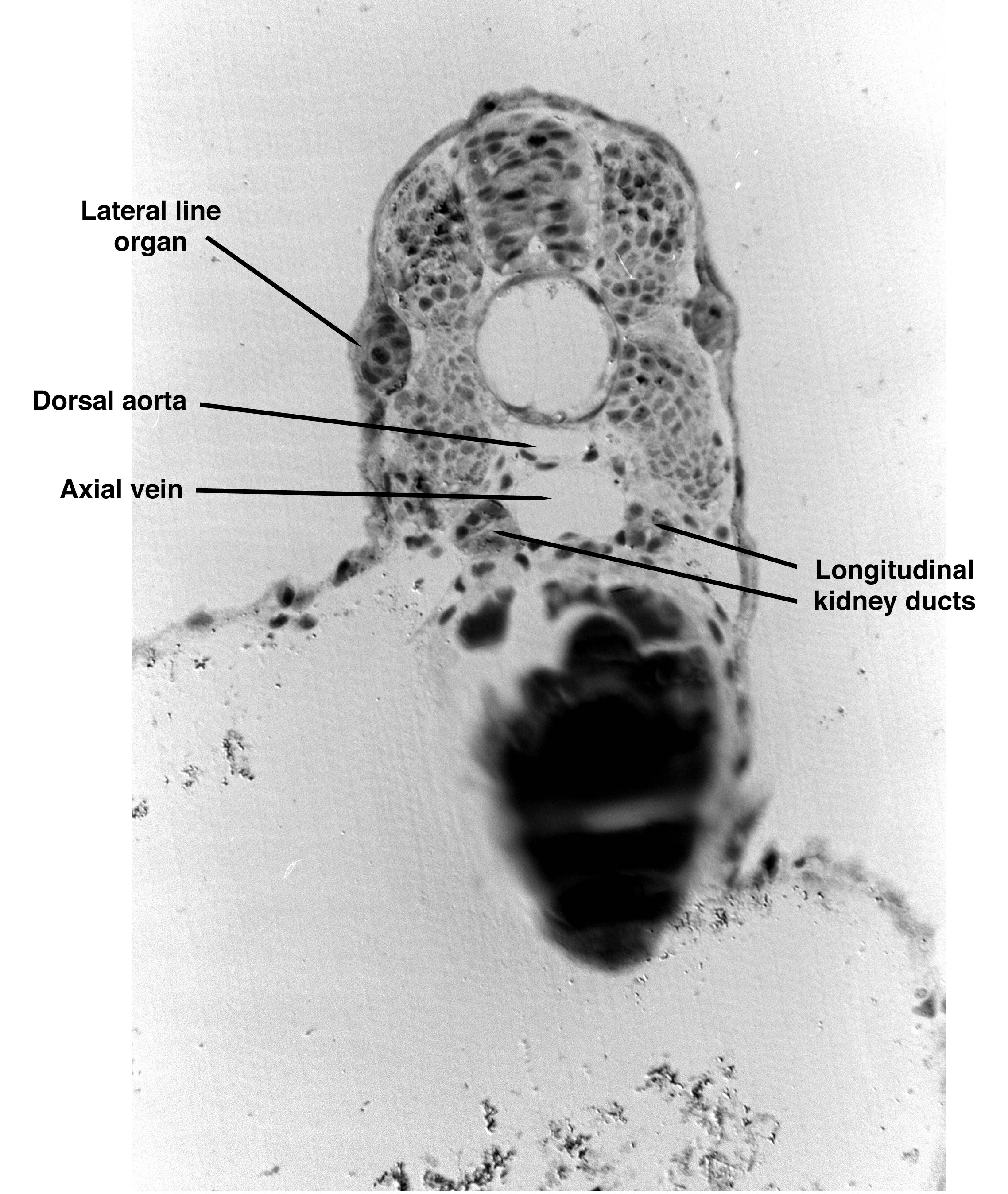 ZFIN 24 hrs lateral, picture 5