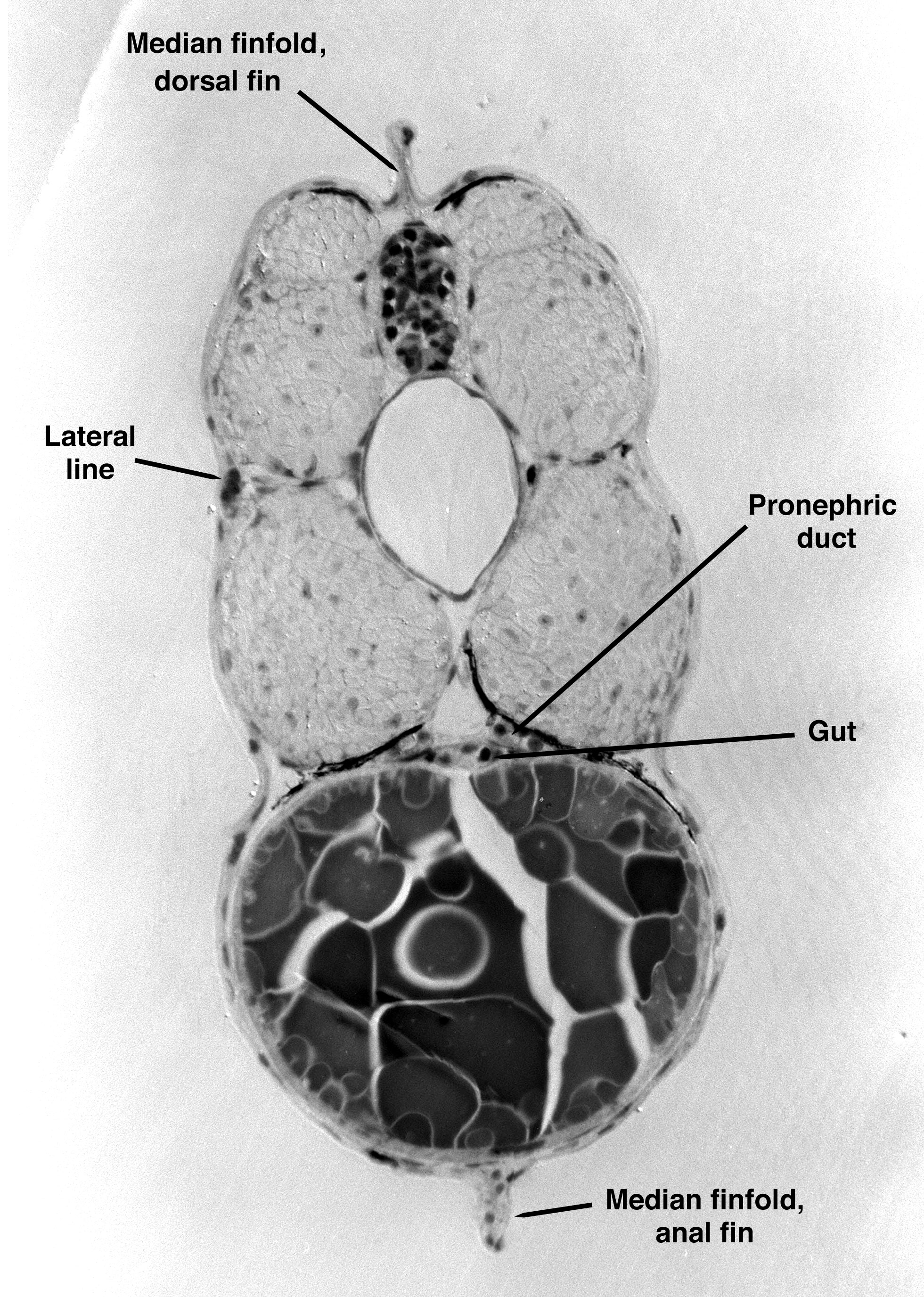 ZFIN 48 hrs lateral, picture 16