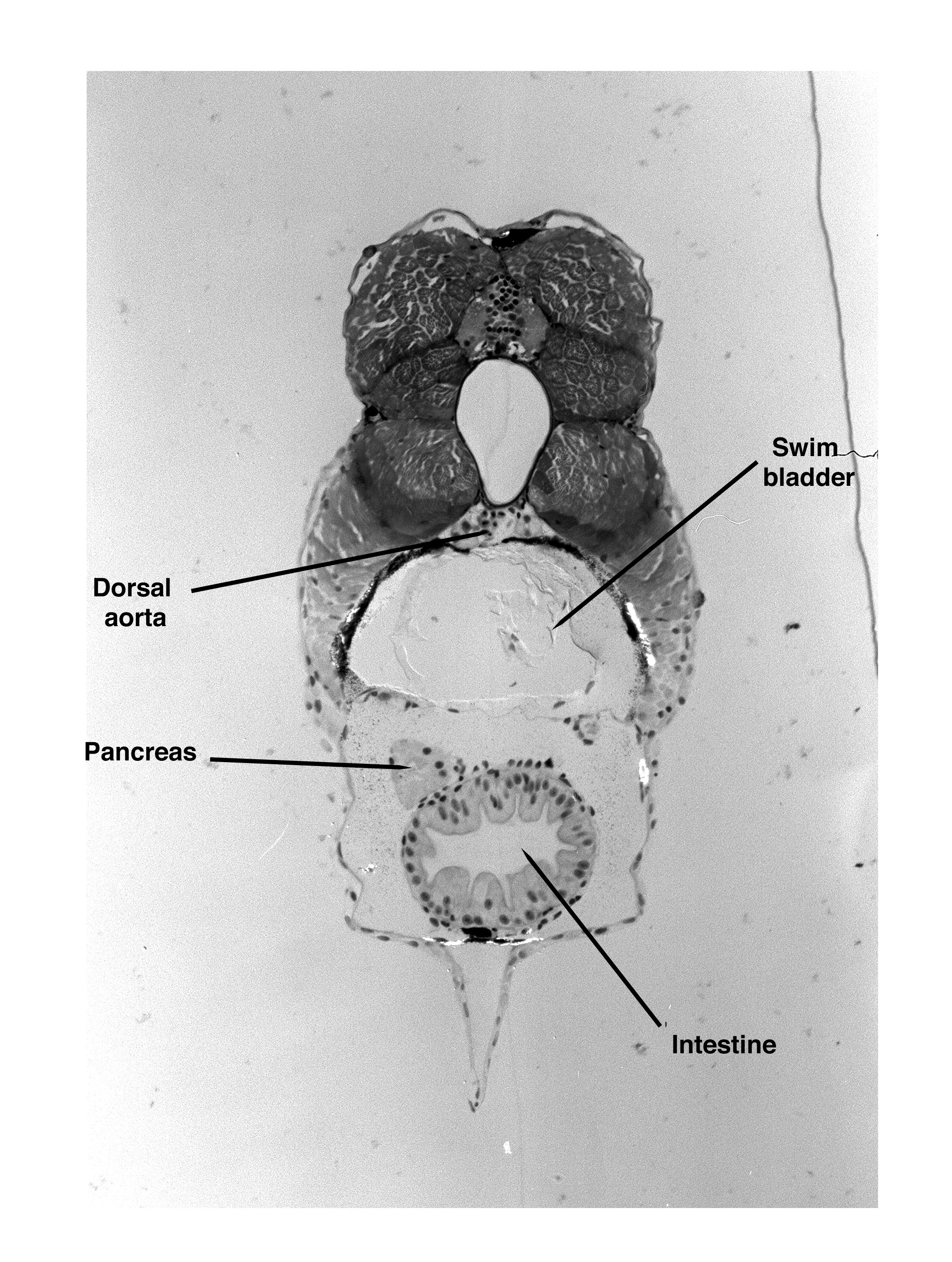 ZFIN 120 hrs lateral, picture 15