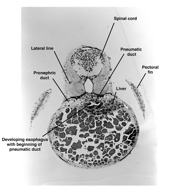 ZFIN 72 hrs lateral, picture 8
